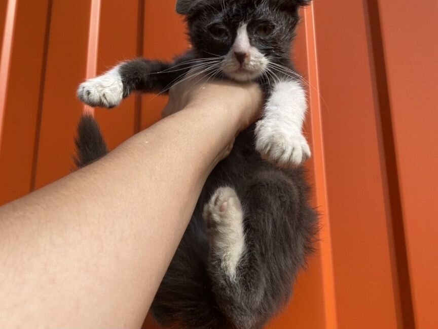 Вислоухий котенок на удице