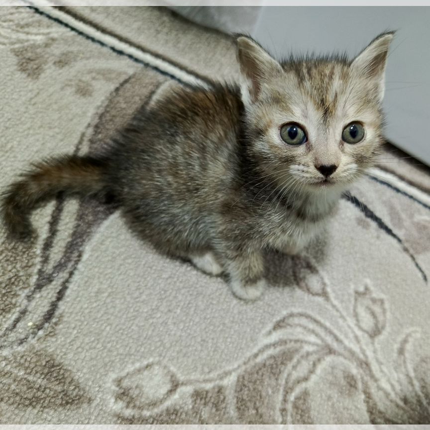 Котёнок в добрые руки