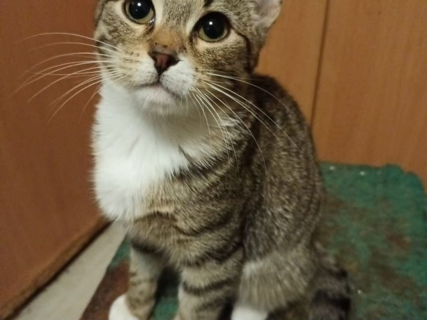 Котёнок Белолапик Младший ждёт своего человека