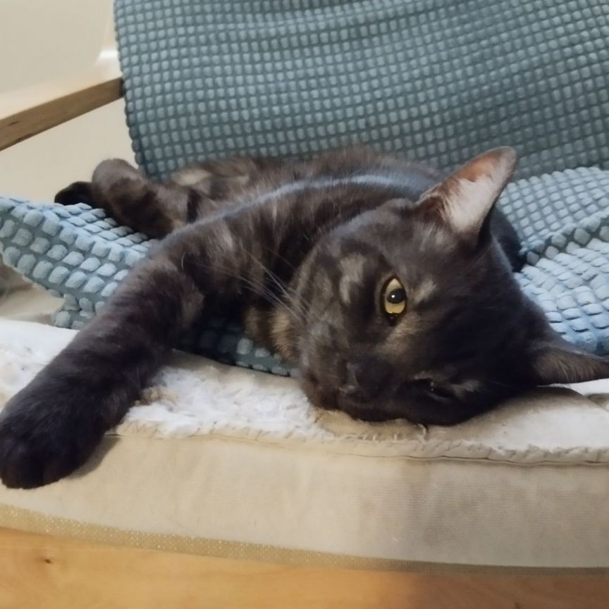 Британский короткошёрстный котёнок