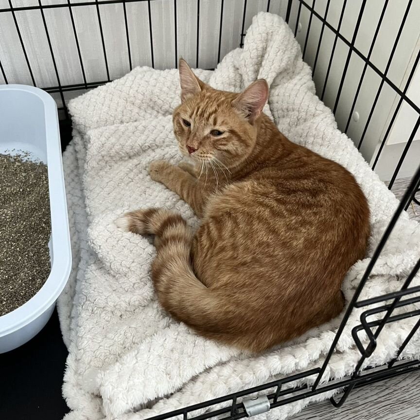 Кот в добрые руки