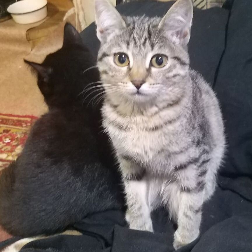 Бусинка ищет дом