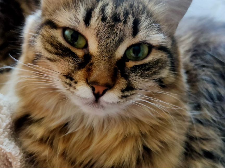 Кошки в добрые руки бесплатно