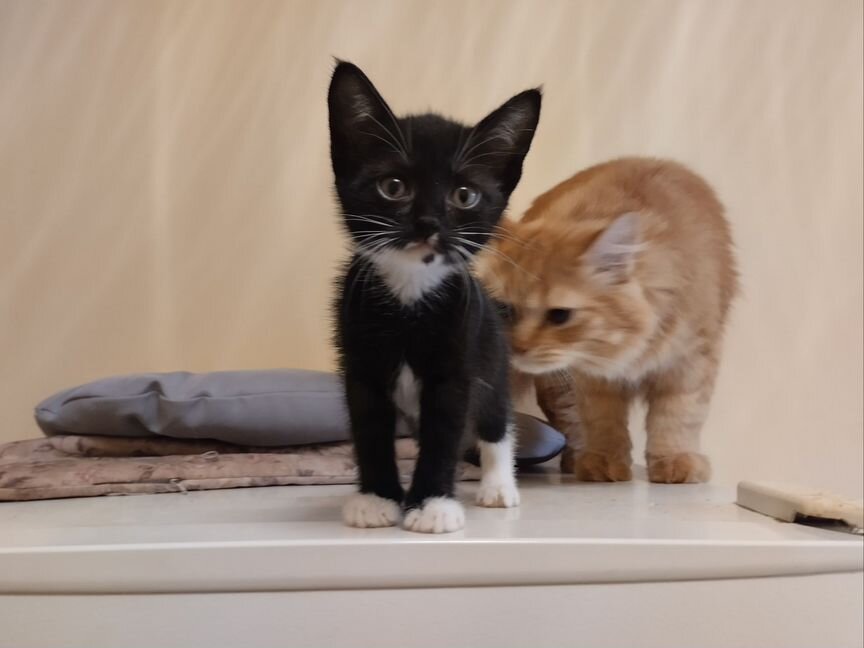 Обычные котята