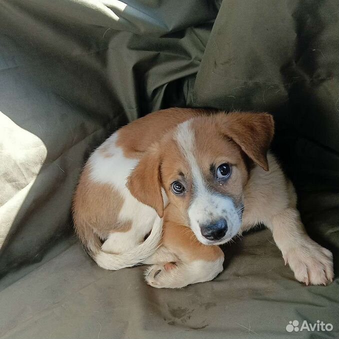 Нашли щенка, мальчик, нужен дом