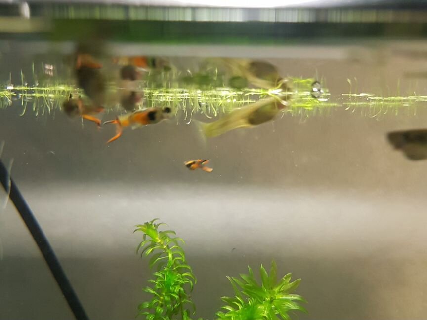 Гуппи эндлера