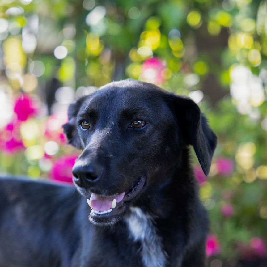 Рада ищет дом