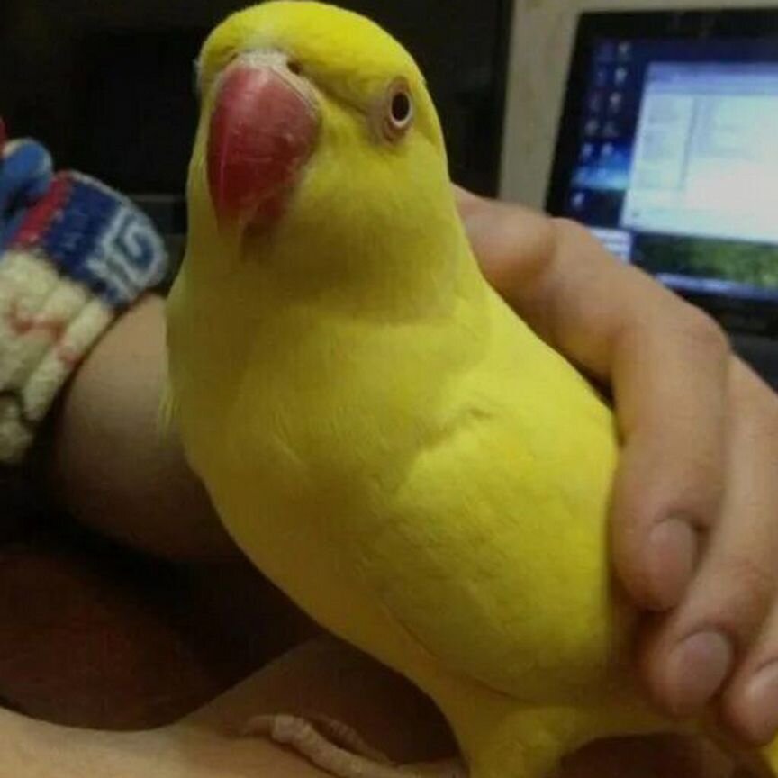 Попугай ожереловый говорящий