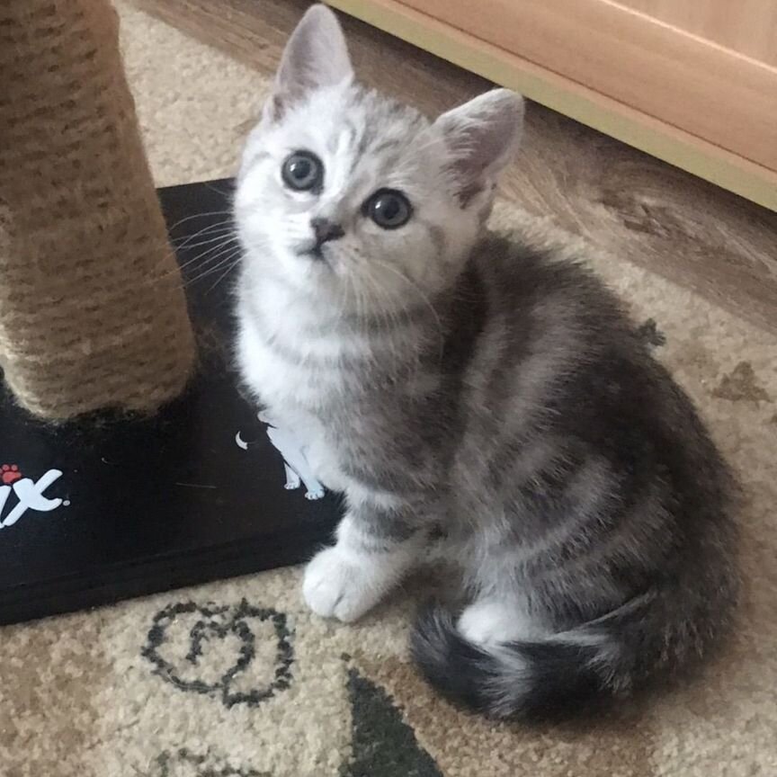 Короткошёрстный котик