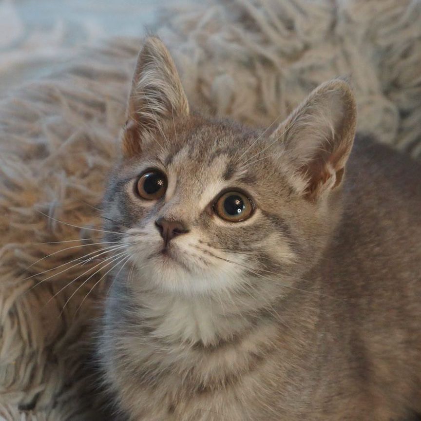 Котёнок Сенечка