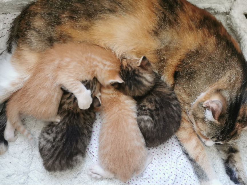 Котята в добрые руки