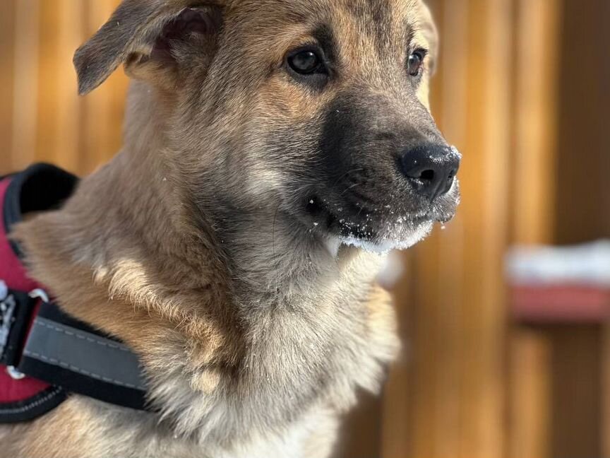 Щенок мальчик в добрые руки