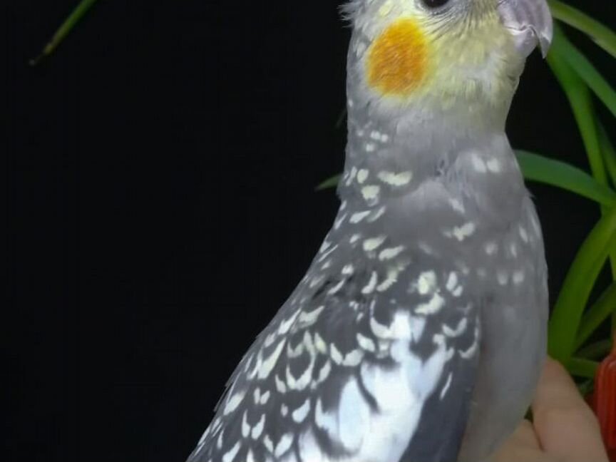 Попугай корелла 2,5 мес и выкормыши