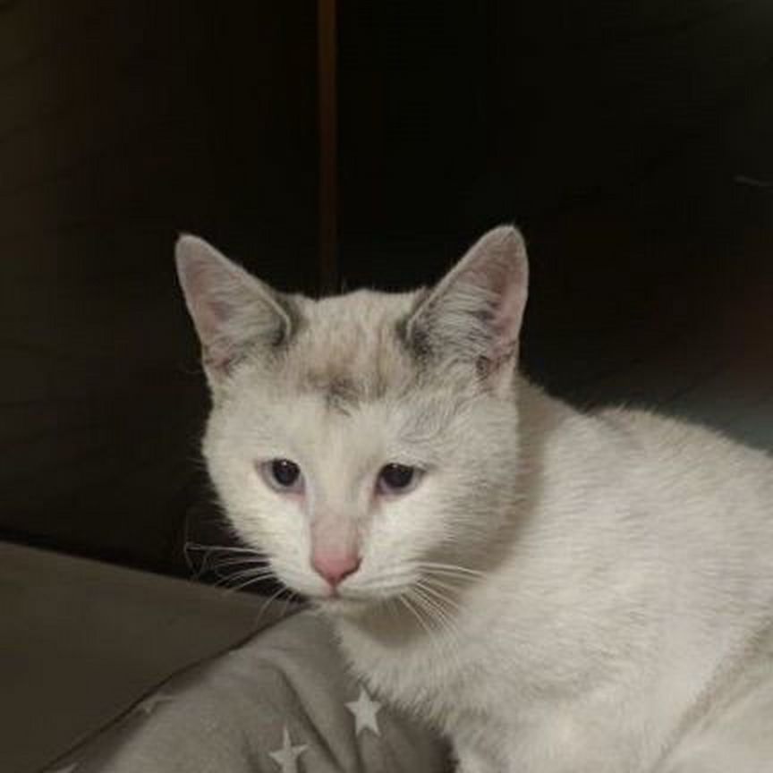 Кот в добрые руки