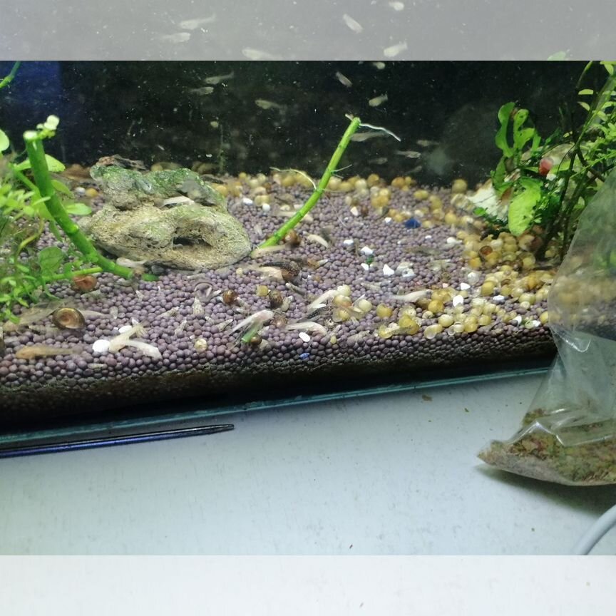 Сомик анцитруса