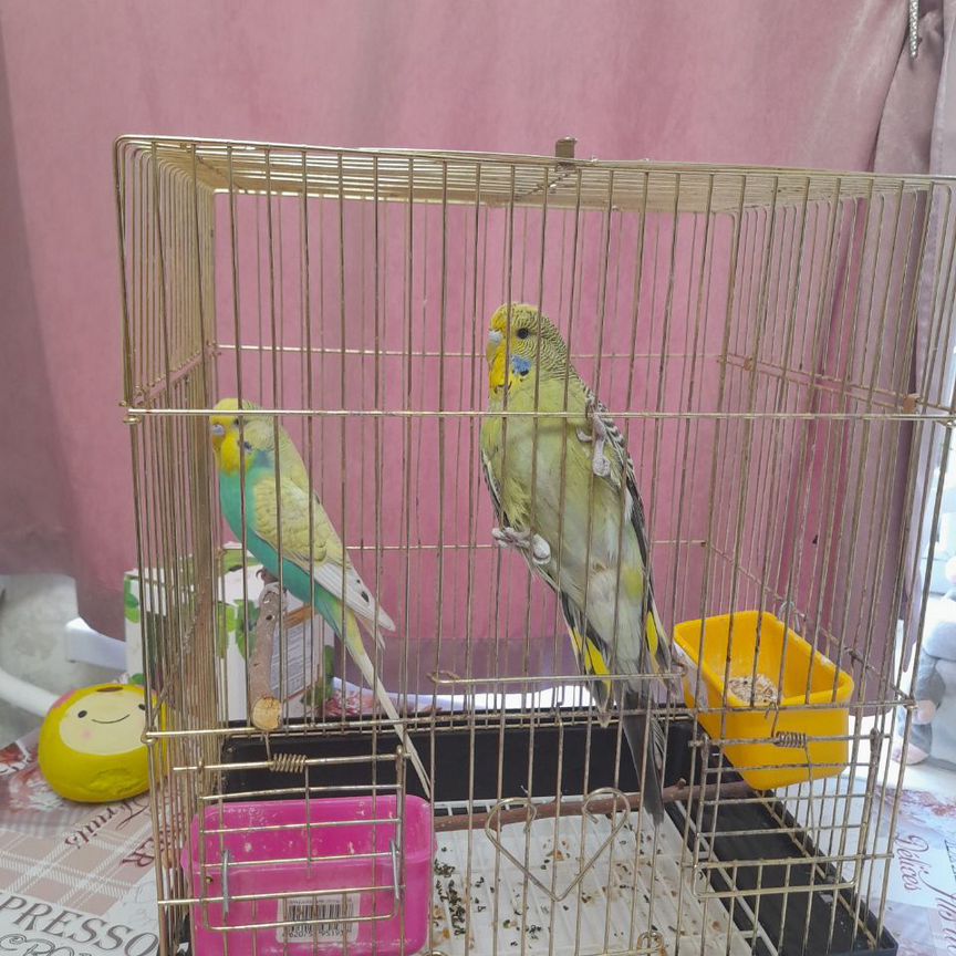 Попугаев получех