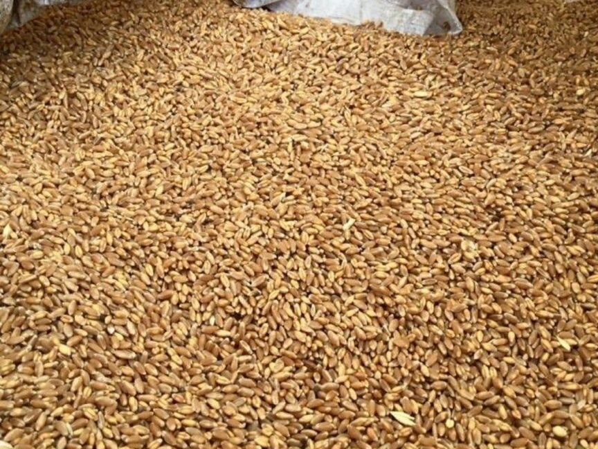 Ячмень, пшеница, фураж дроблёный