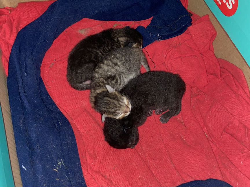 Котята в добрые руки