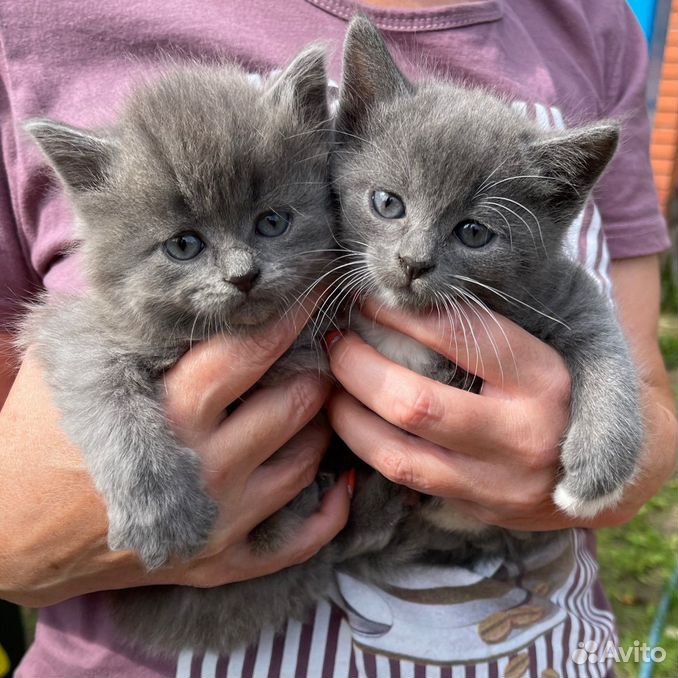 Маленькие милые котята ищут добрые ручки