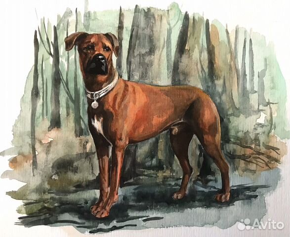 Картина акварелью Родезийский риджбек купить в Москве Хобби и отдых Авито