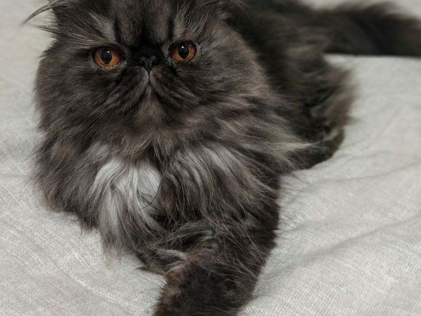 Персидская кошка Вязка