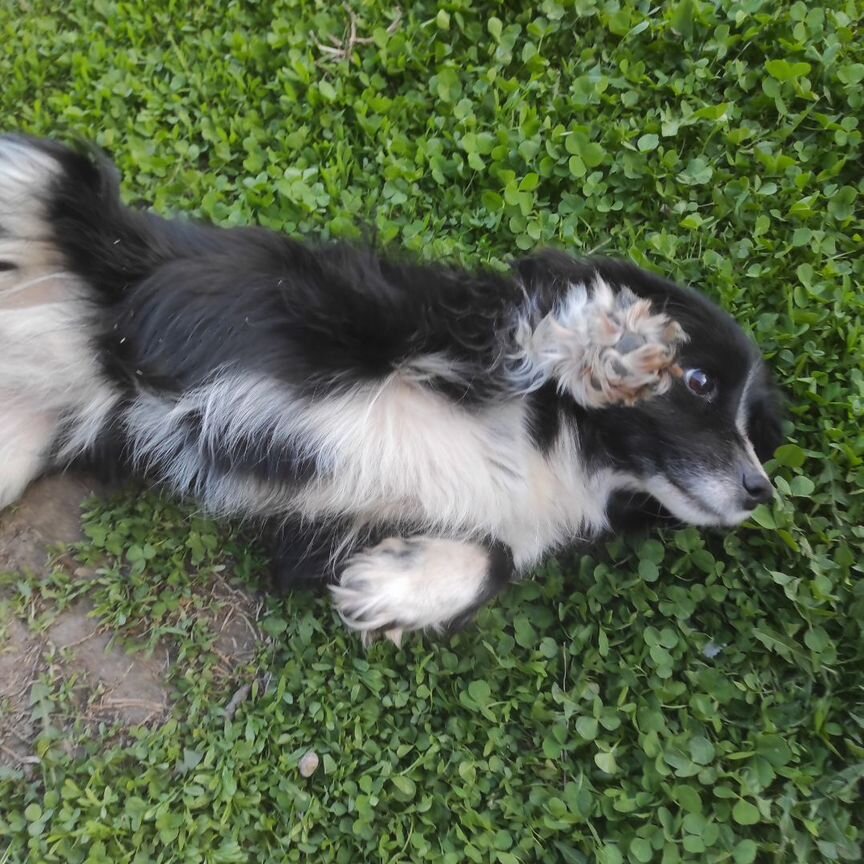 Собака девочка взрослая, прибилась ко двору