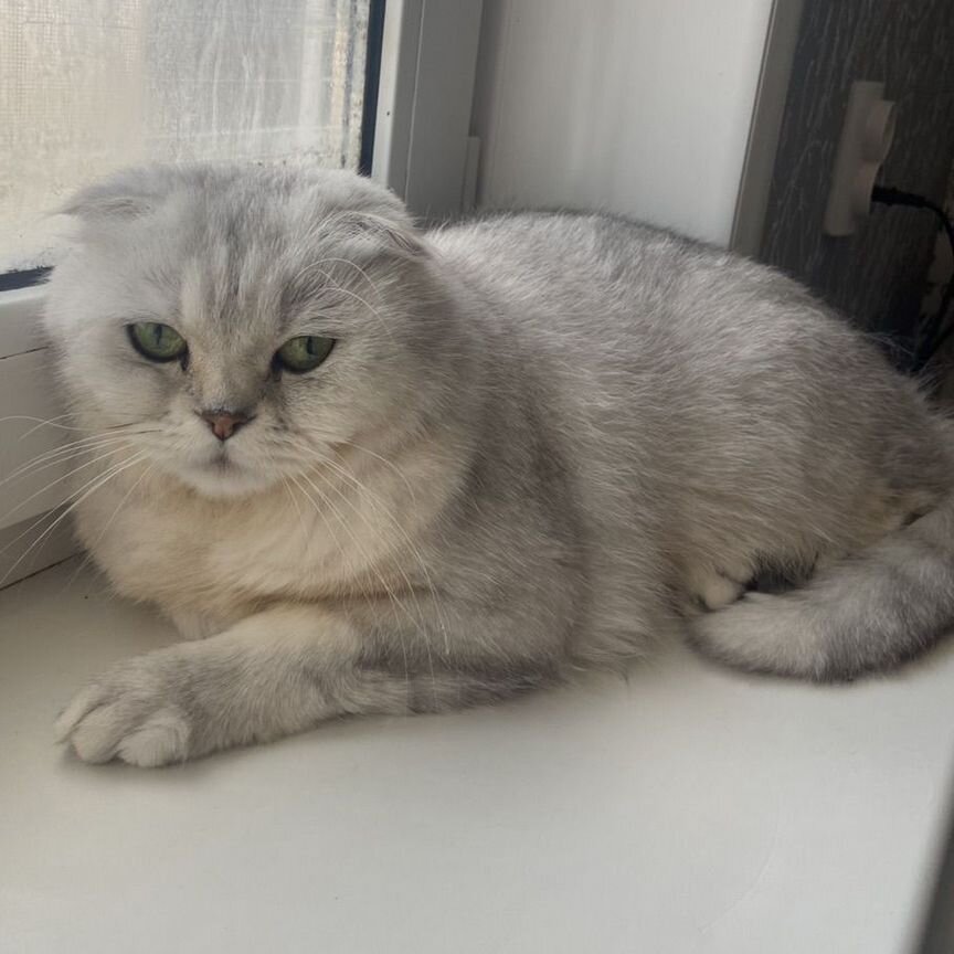 Шотландская вислоухая длинношёрстная, взрослая кошка