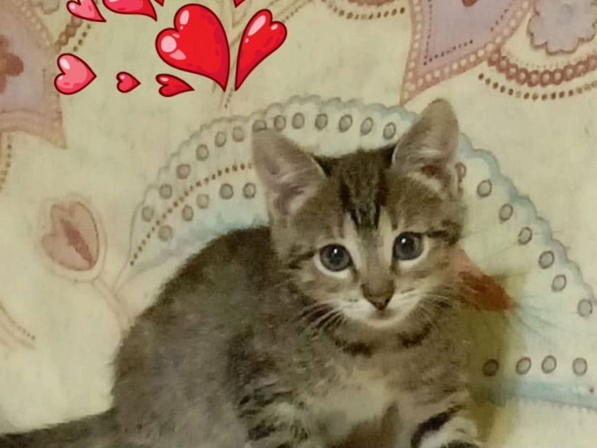 Шпротинка котёнок в добрые руки бесплатно