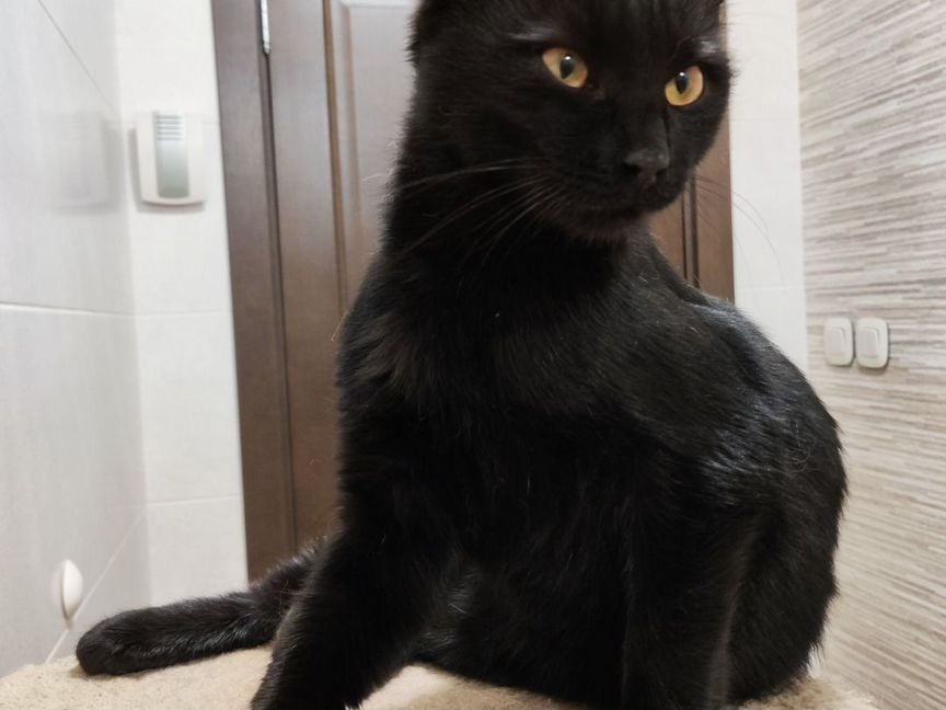 Очаровательный черный котик