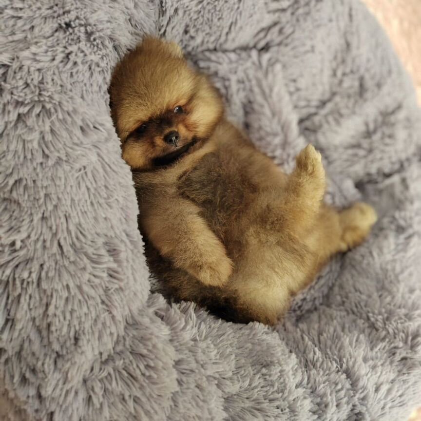 Померанский шпиц мини