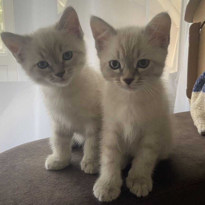 Котята метисы