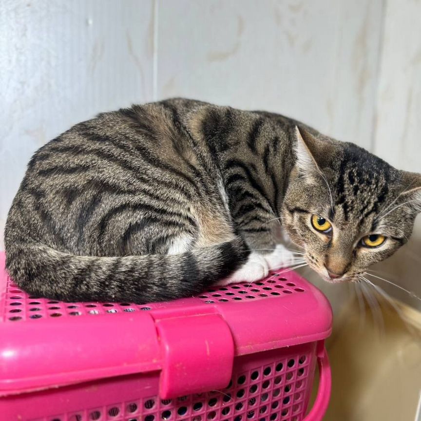 Несмотря ни на что он выжил