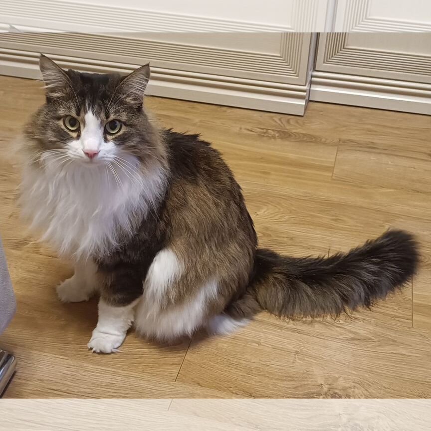 Норвежская лесная кошка (мальчик)