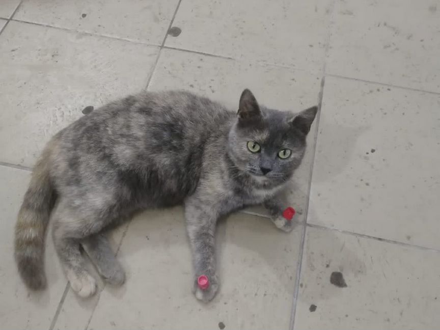 Молодая,красивая кошечка ищет дом