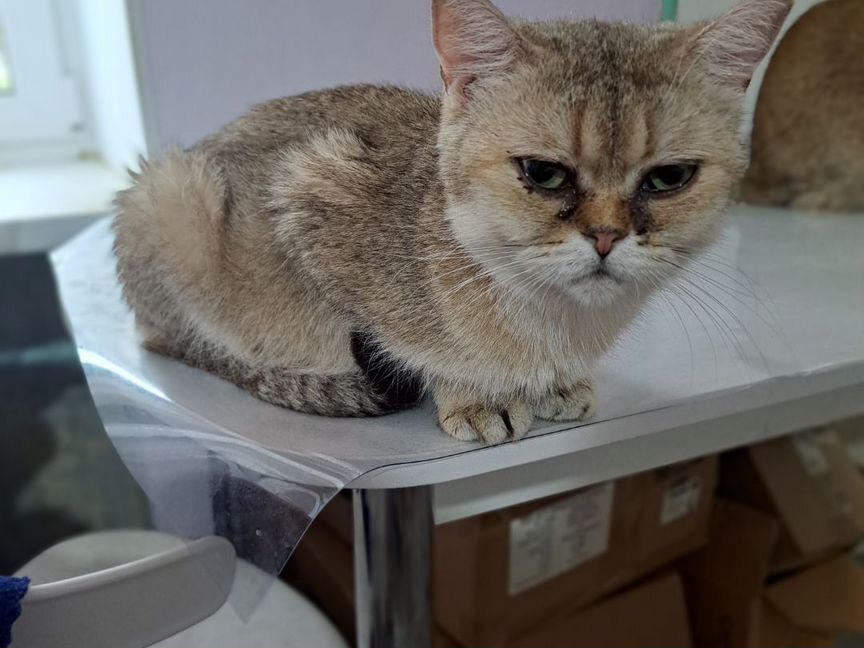 Кошка британская золотая шиншилла
