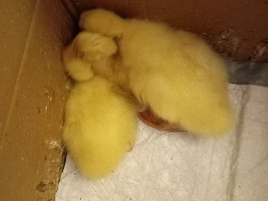 Гусята Линда