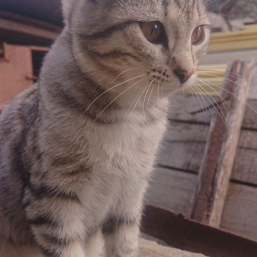 Котёнок котейка котейка котейка