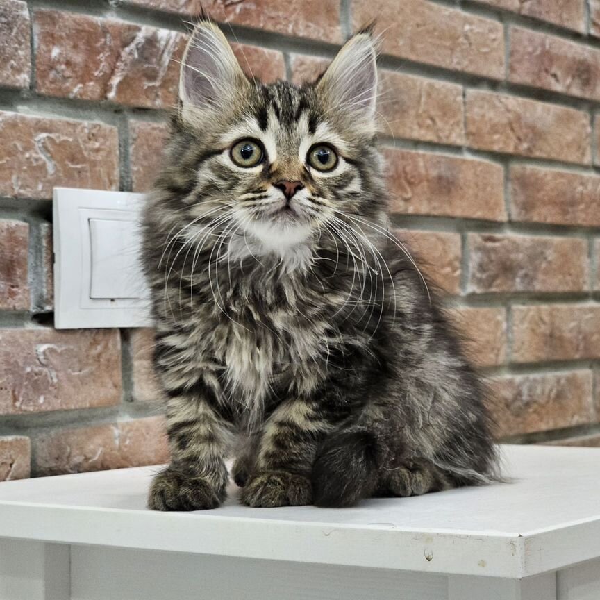 Котёнок Камея 2 мес. вальяжная красотка в семью