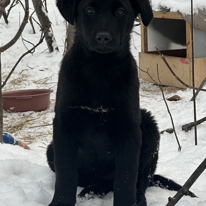 Щенок в добрые руки