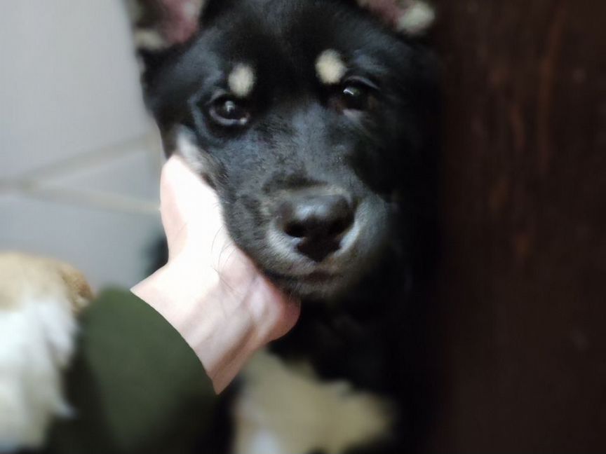 Щенок в добрые руки