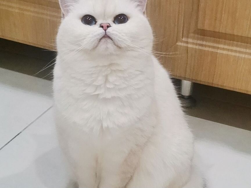 Белоснежная блондинка