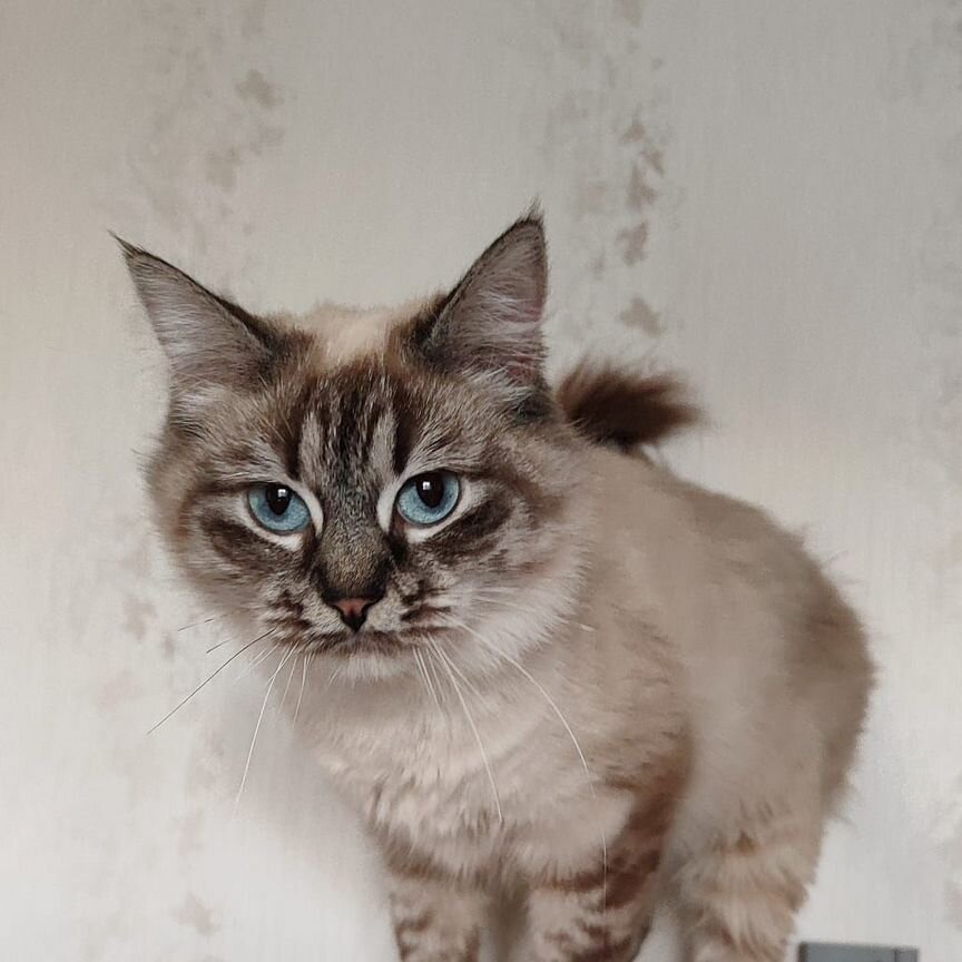 Кошечка Невская Маскарадная