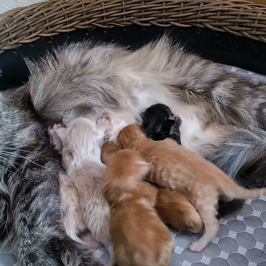 Мейн-кун котёнок