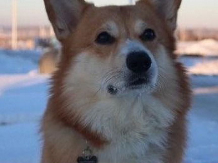 Вельш корги пемброк кобель для вязки