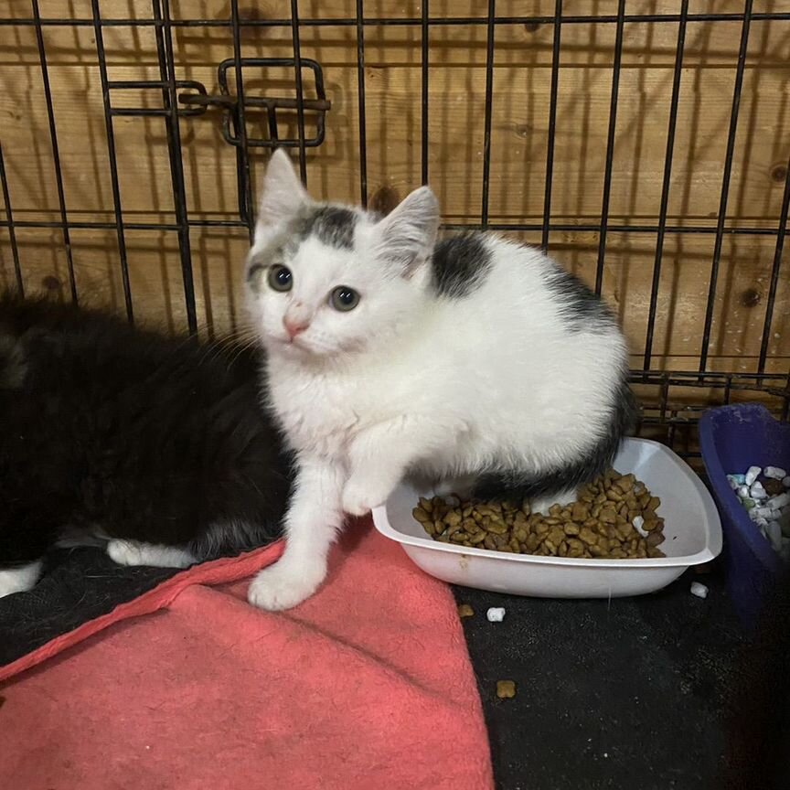 Малышка 2 месяца ищет дом