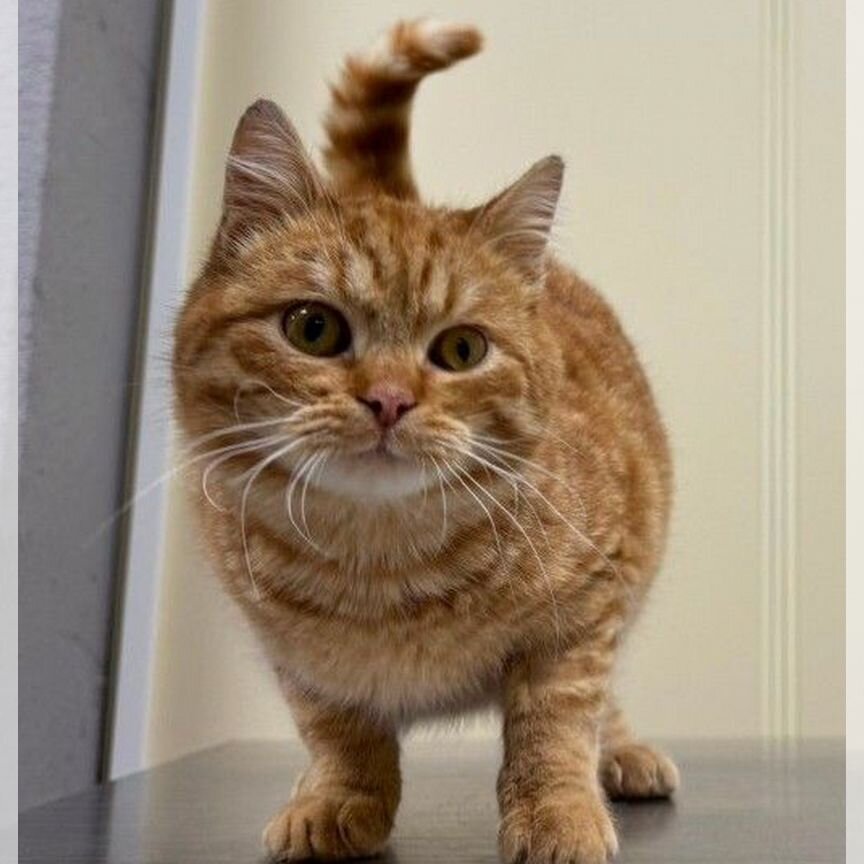 Взрослый кот в добрые руки