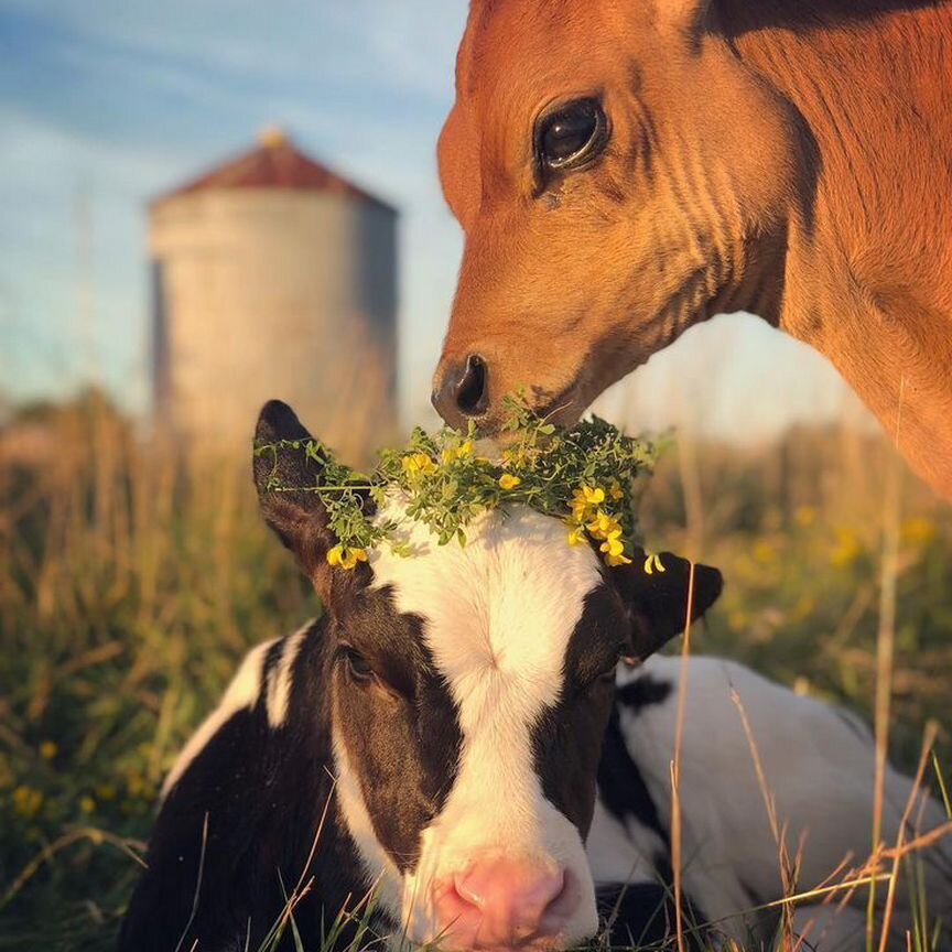 Натуральные продукты на корм животным из магазинов