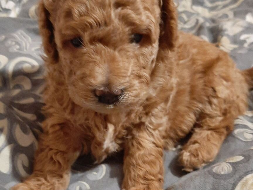 Карликовый пудель