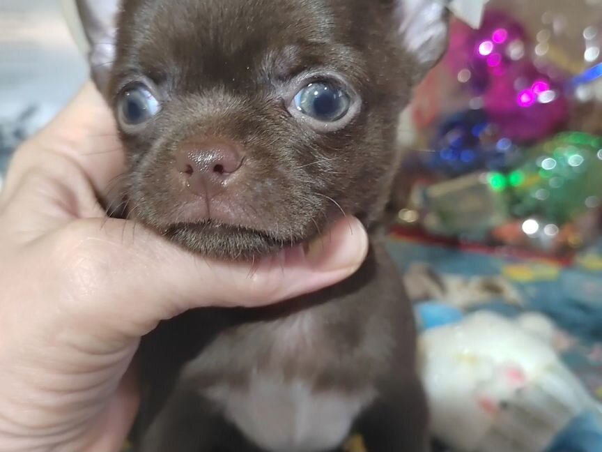 Шоколадный зайчик