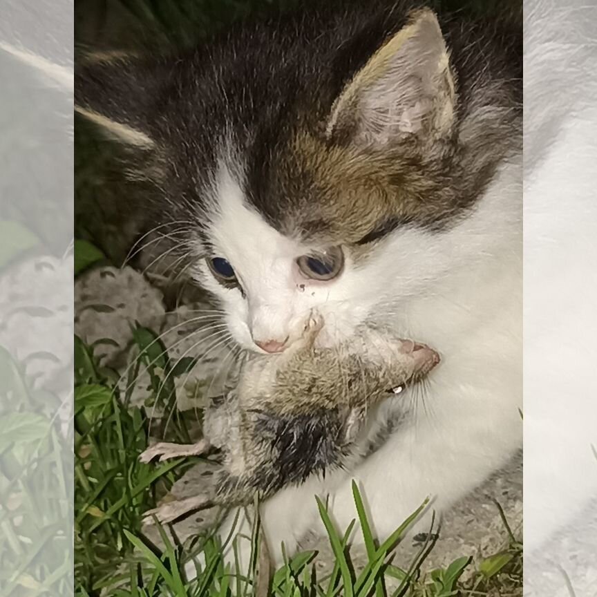Мышеловка котенок